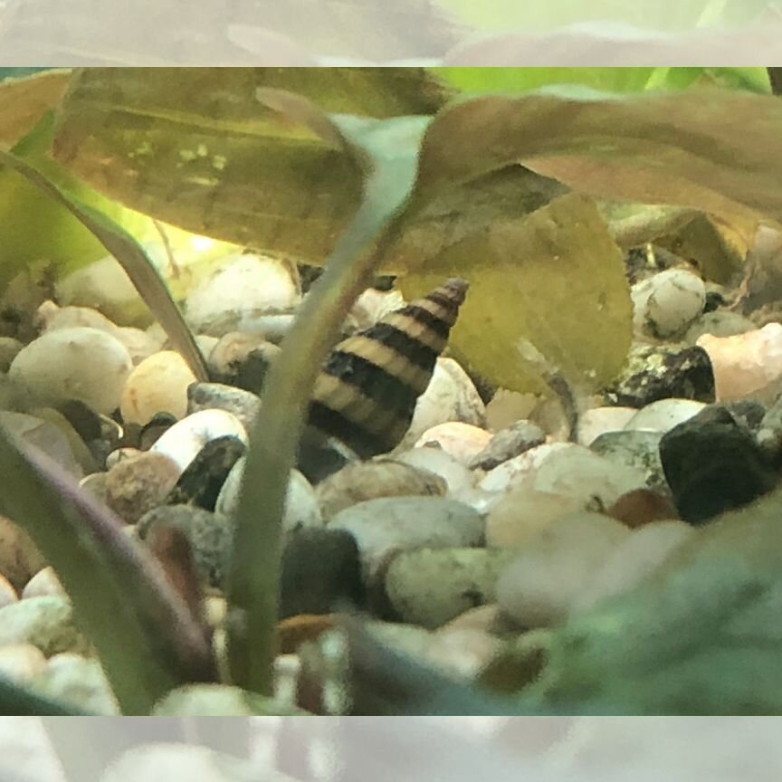 Улитка хелена Clea helena