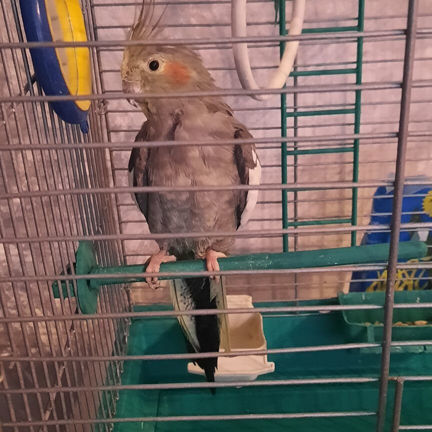 Попугай корелла с клеткой