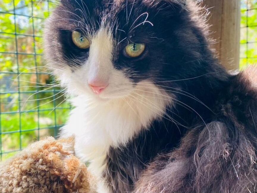 Кошечка Дымка ищет дом