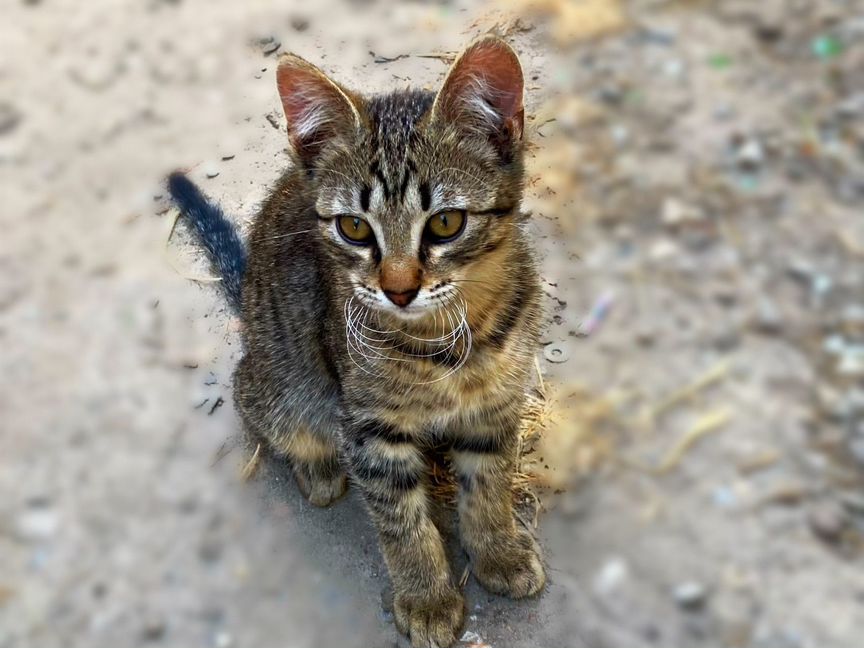 Котик Гусар в добрые руки