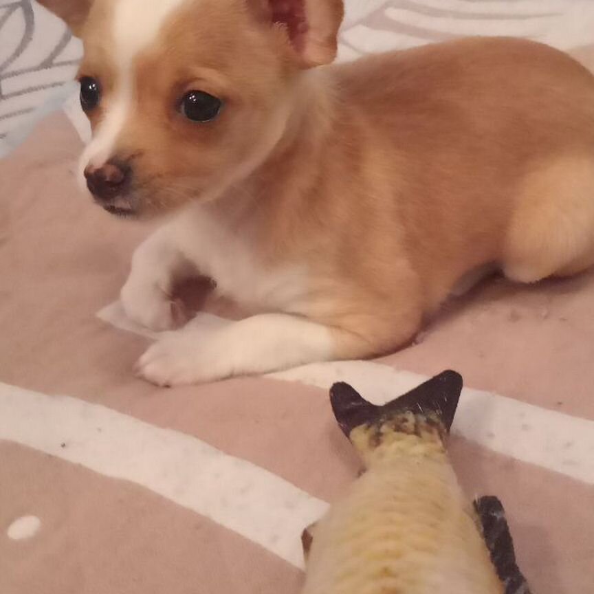 Той-терьер мини