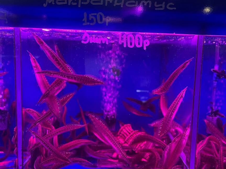 Макрогнатус бесплатно