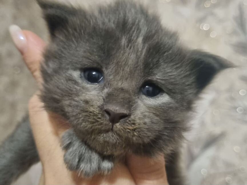 Котята мейн-кун