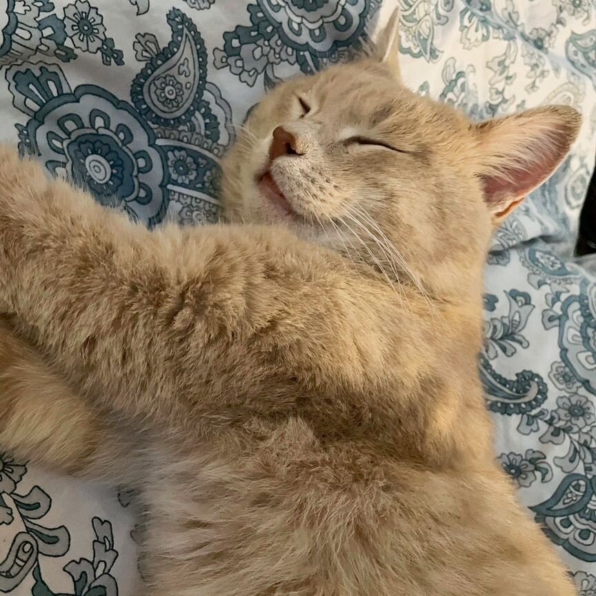 Кот в добрые руки