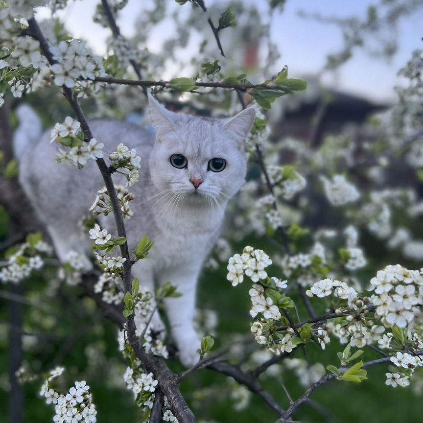 Отдаю бесплатно кошку
