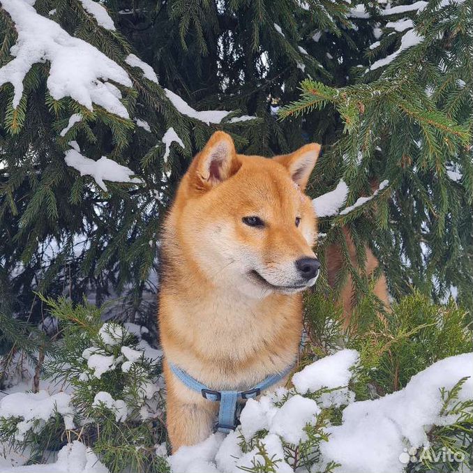 Вязка кобель сиба ину шиба