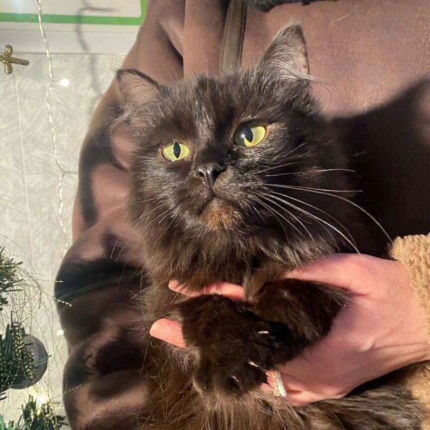 Котик котенок в добрые руки кастрирован