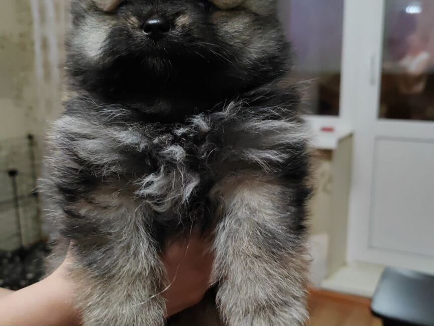 Продаётся щенок шпица, возраст 2 месяца