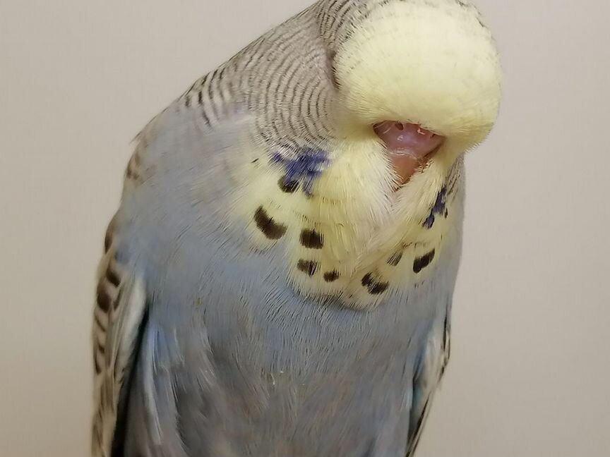 Ввп,Чехи,птенцы