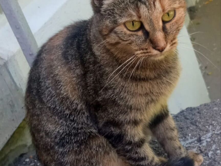 Кошка тигрица Буся ищет дом