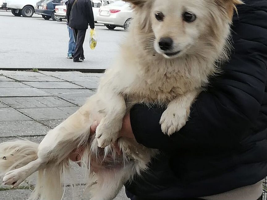 Небольшая собачка Белочка