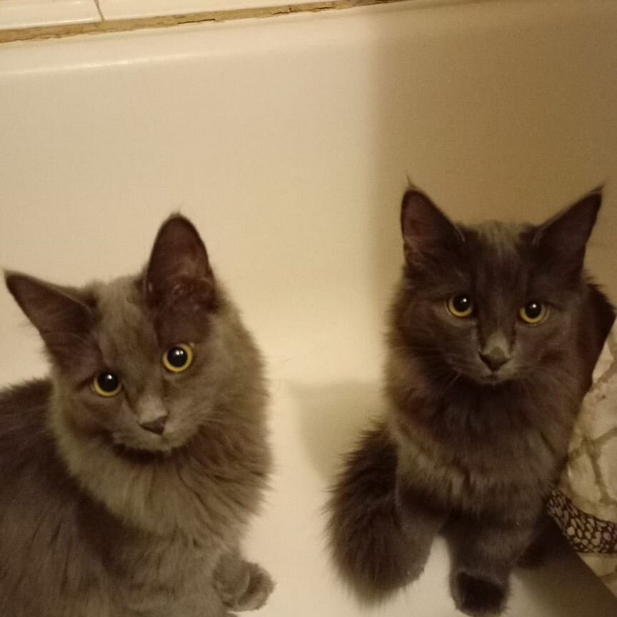 Дымчатые котята, мальчик и девочка