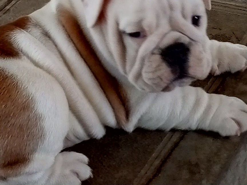 Сладкие английские булочки