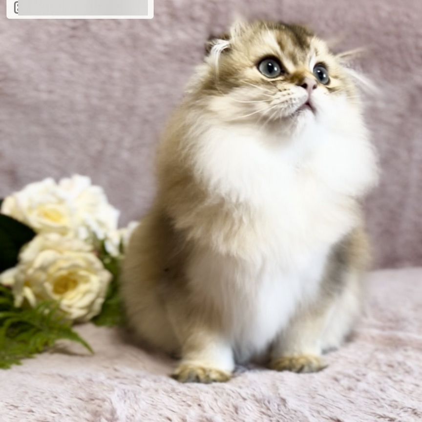 Кошка Шотландская золотая шиншилла