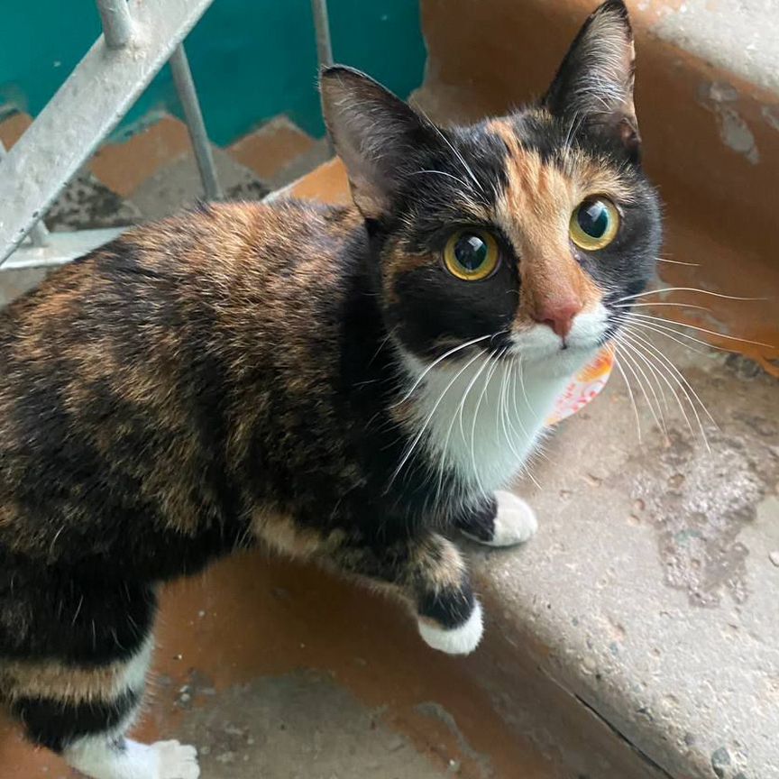 Взрослая, кошка в добрые руки