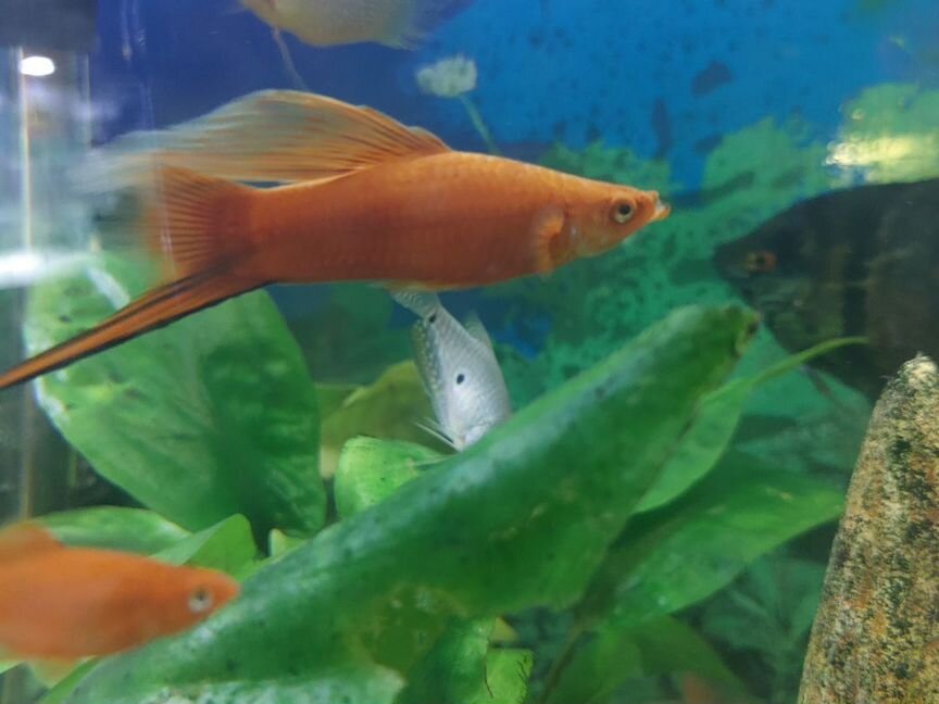 Аквариумные растения