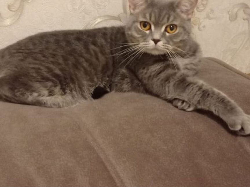 Британский кошка