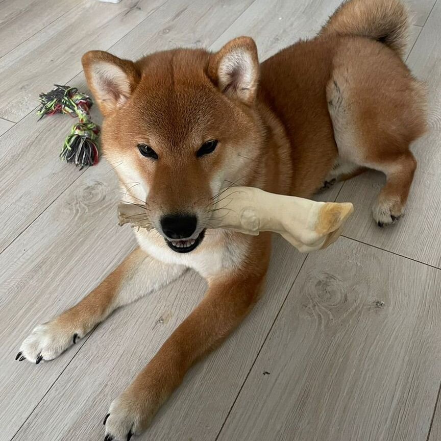 Вязка сиба ину