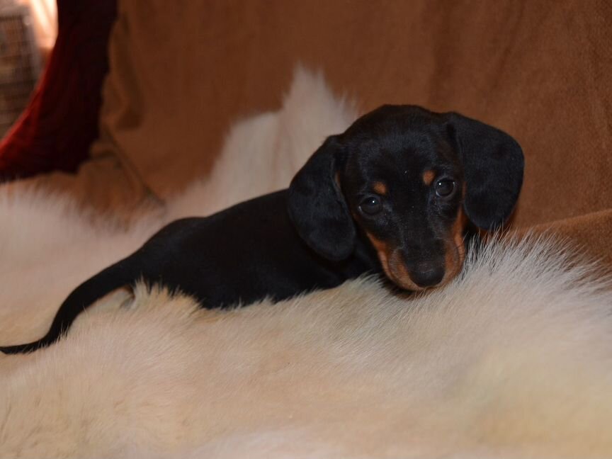 Кроличья такса, щенки от питомника РКФ