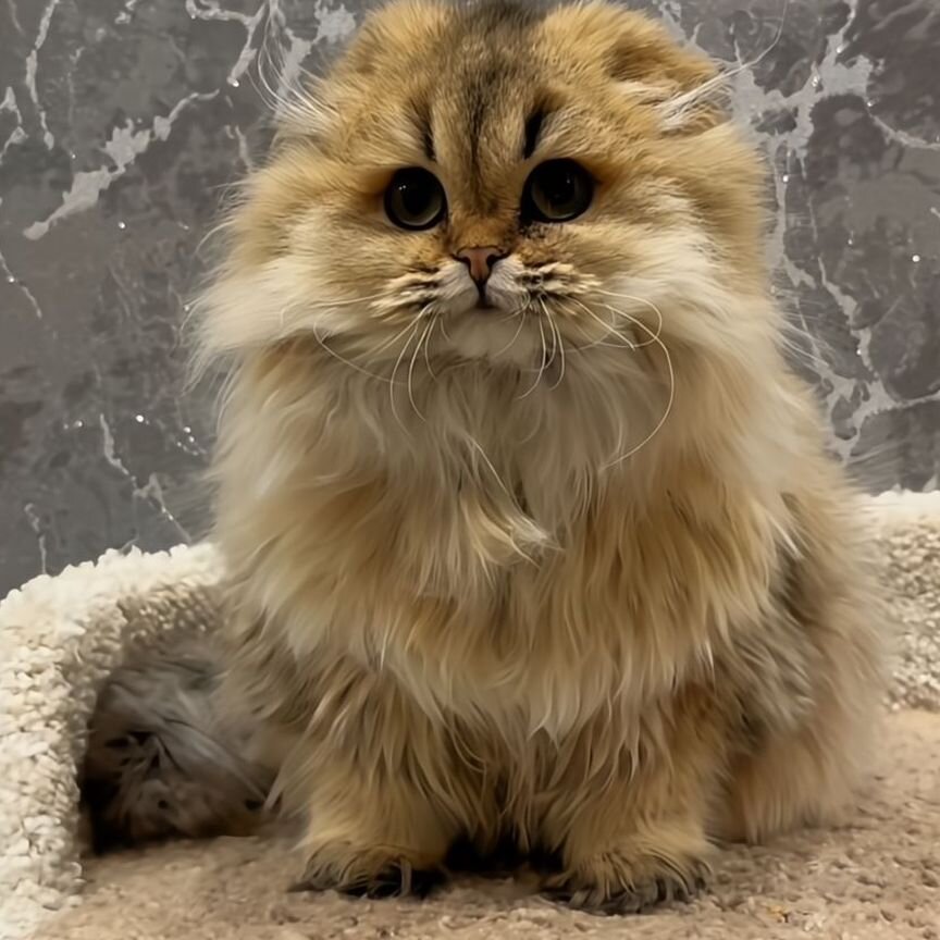 Шотландский вислоухий длинношёрстный котёнок