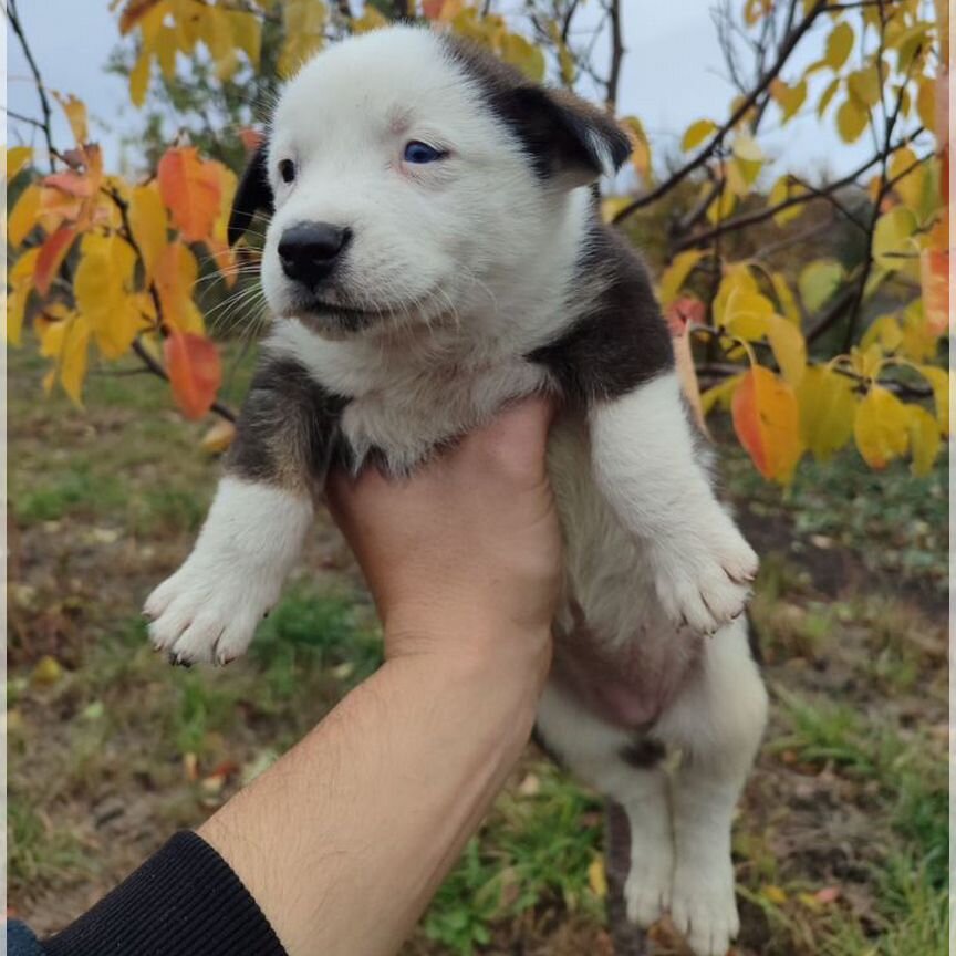 Отдам в добрые руки