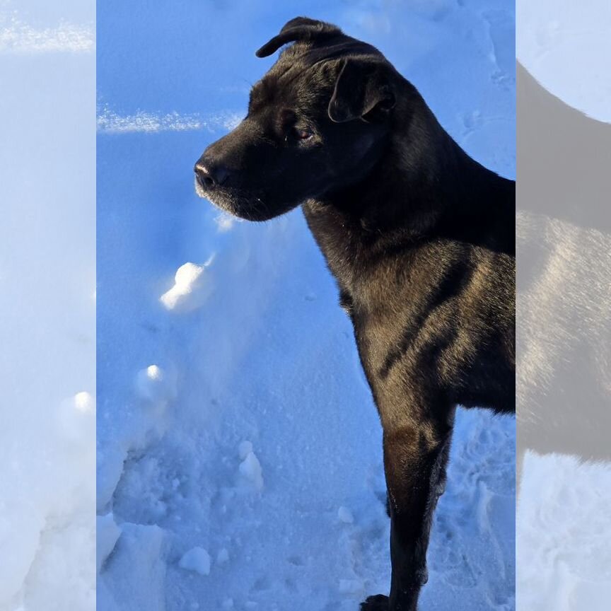 Шарпей, взрослый пёс