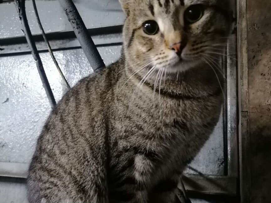 Ласковый котик ждёт Вас