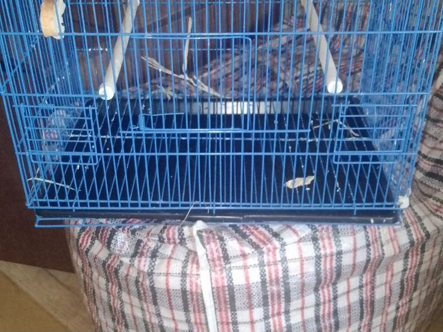 Зебровые амадины