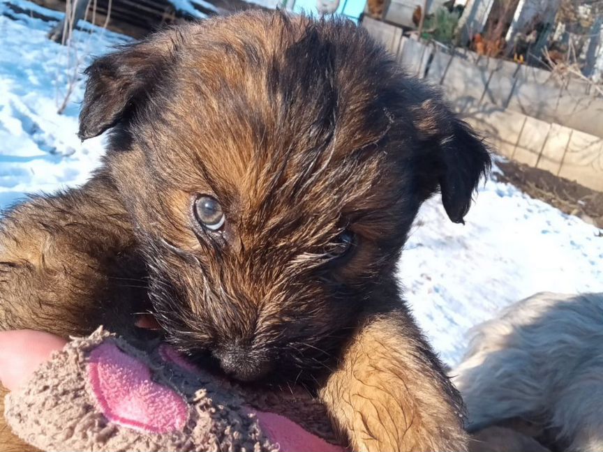 Чудесный щенок мальчик 1,5 мес ищет дом