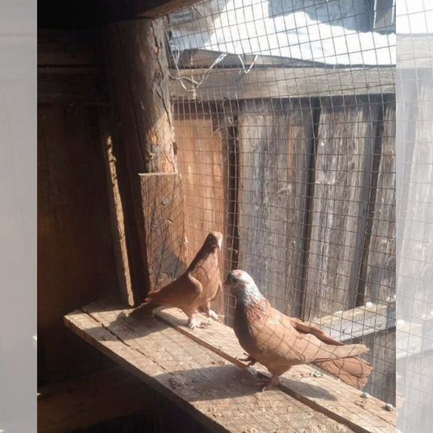 Голуби благодарненские