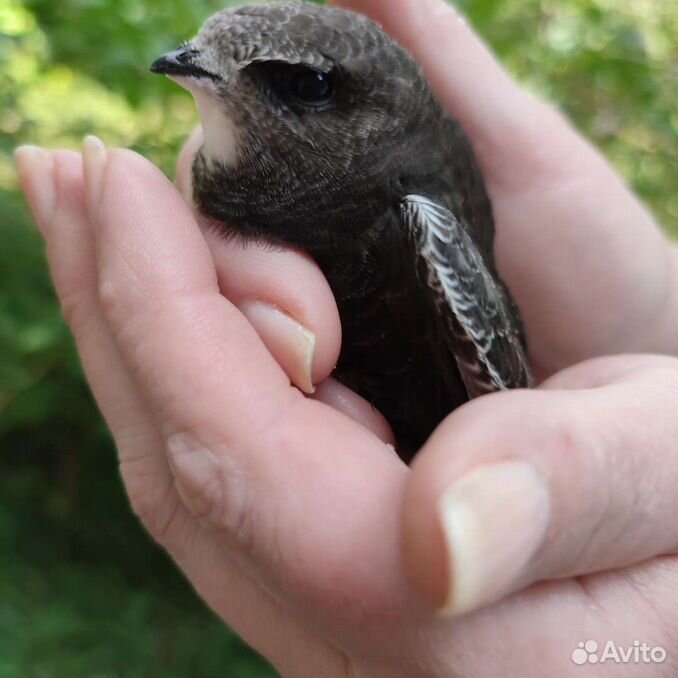 Стриж птица