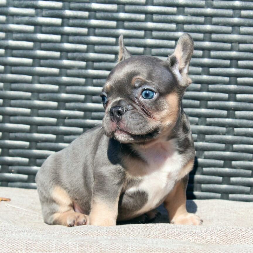Французский бульдог щенки