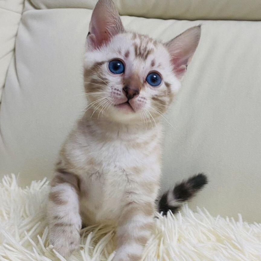 Бенгальские котята