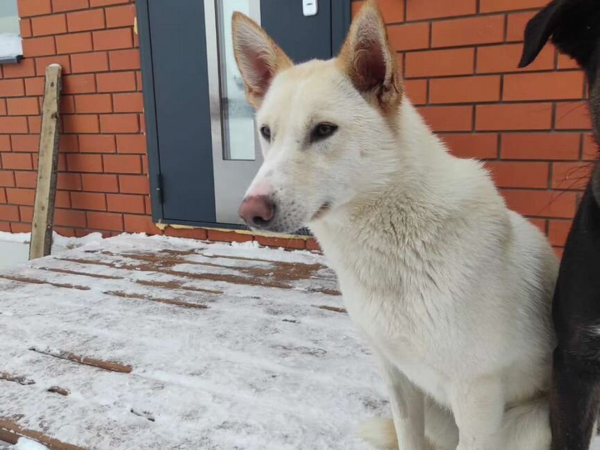 Стерилизованная собака