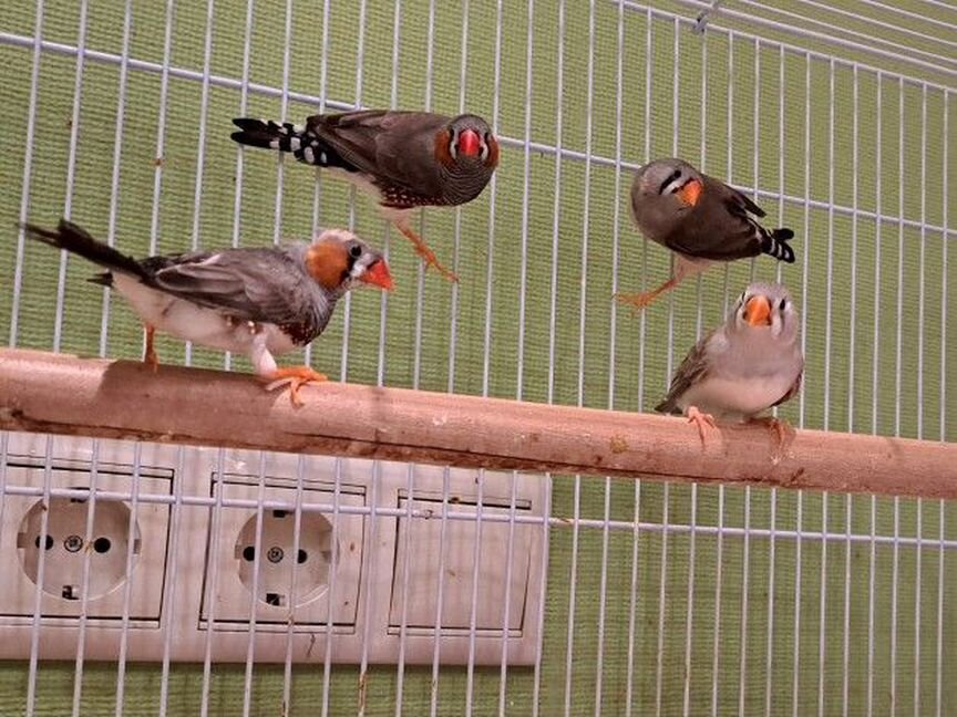 Зебровые амадины