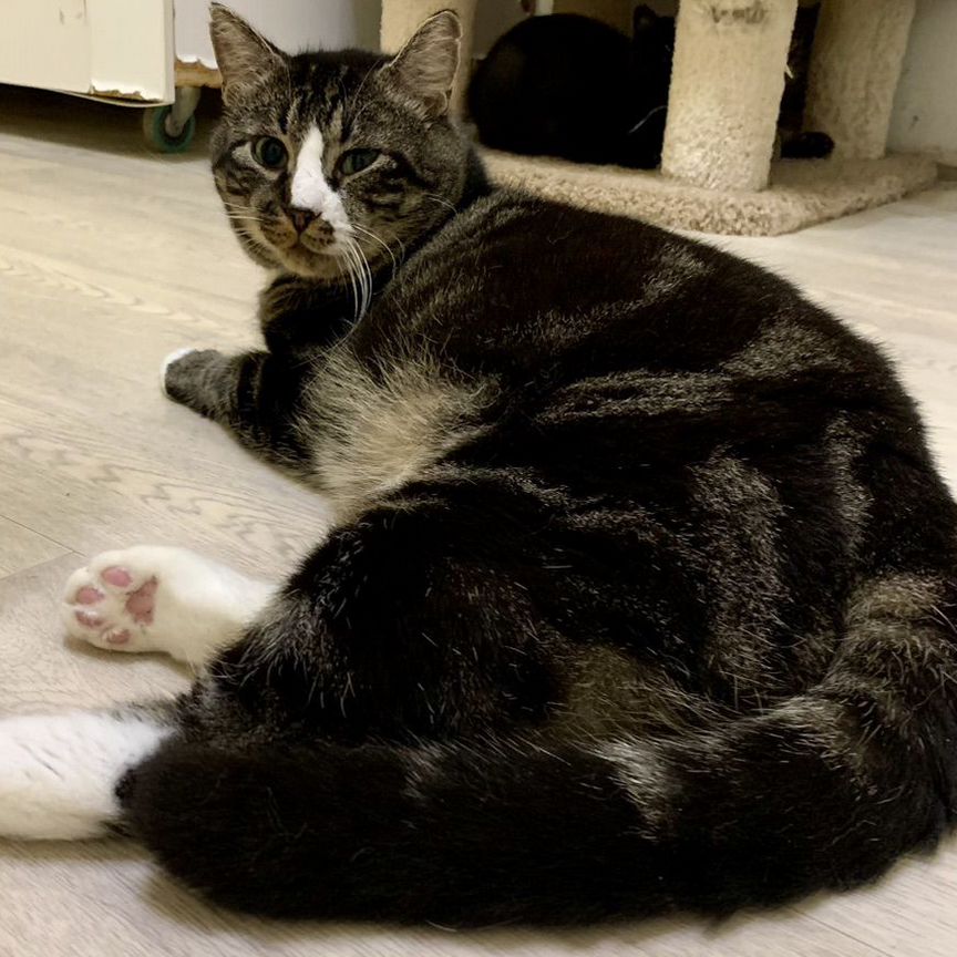 Котик Барсик