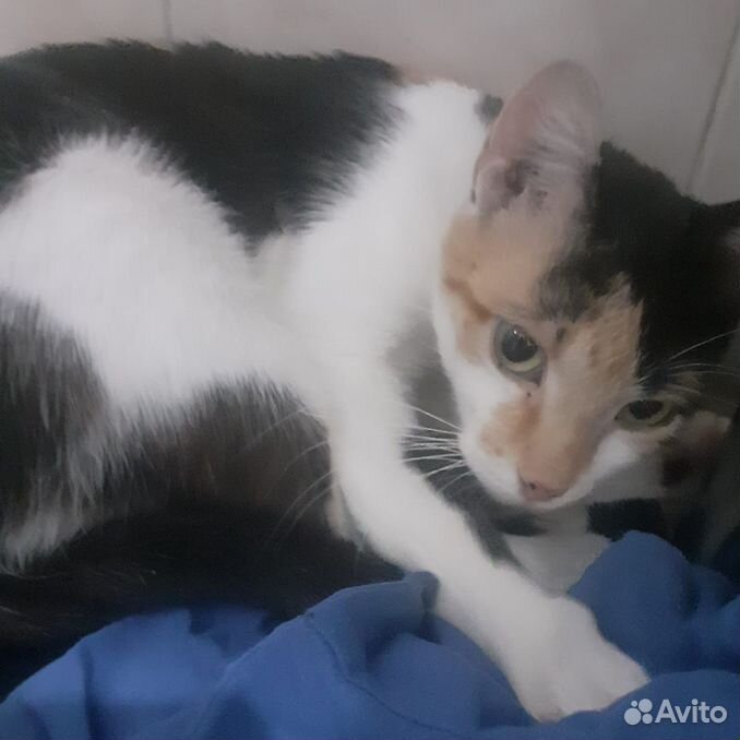 Девочка Ласка 10 мес. стерилизована