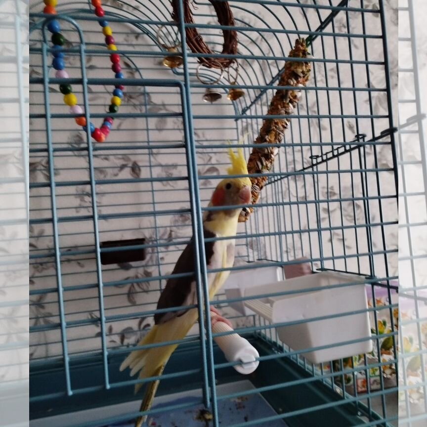 Попугай корелла с клеткой