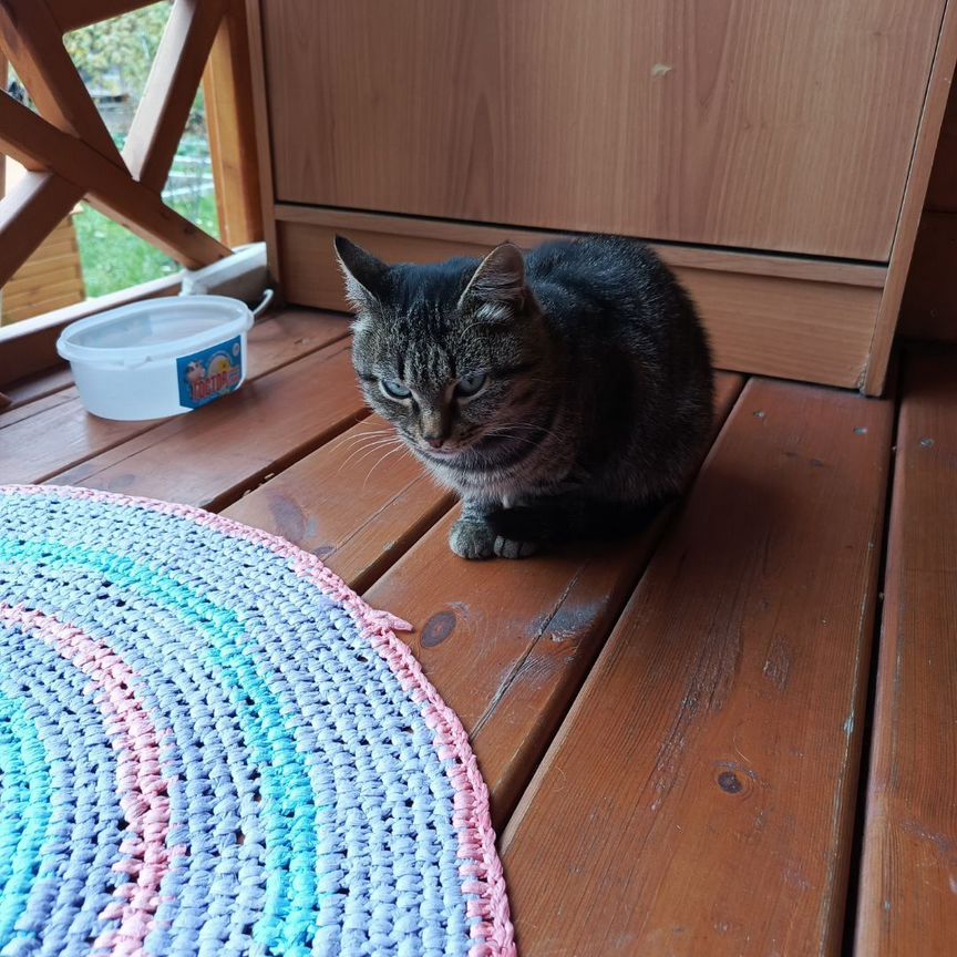 Кошки в добрые руки бесплатно