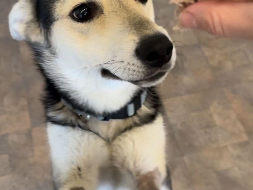 Дружочек в добрые ручки