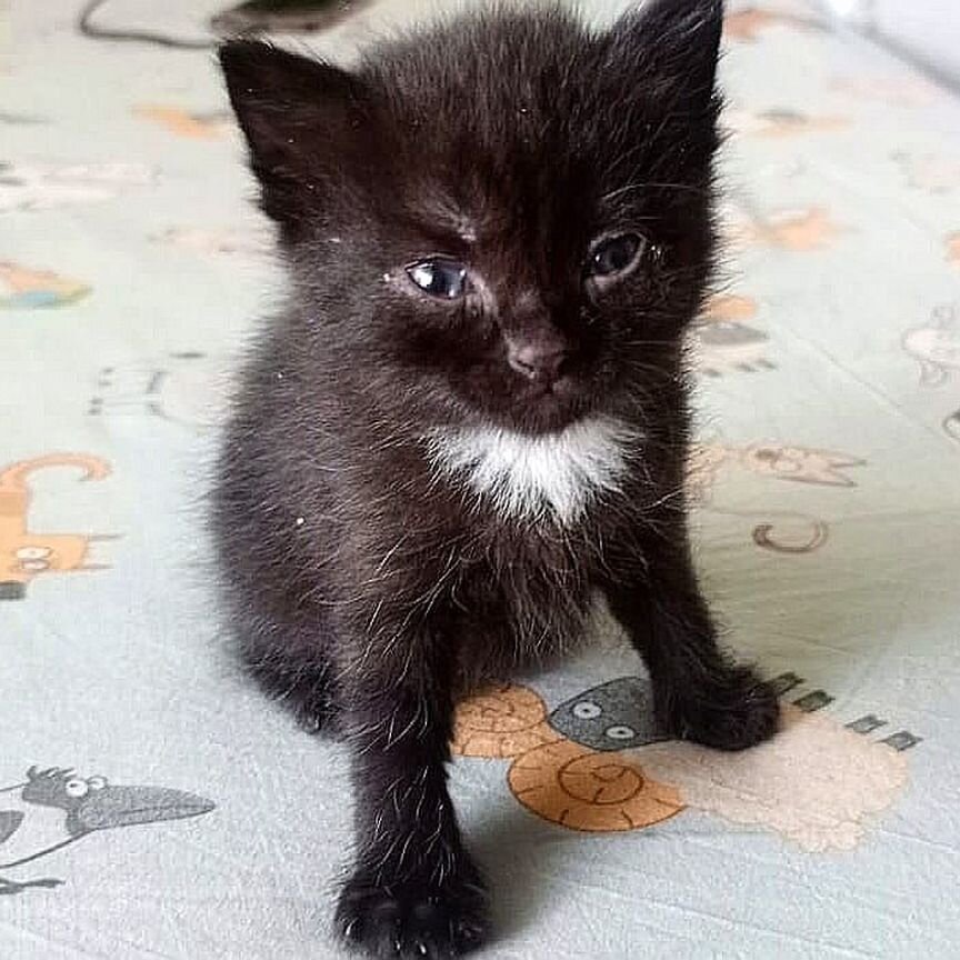 Котята-сироты ищут любящих родителей