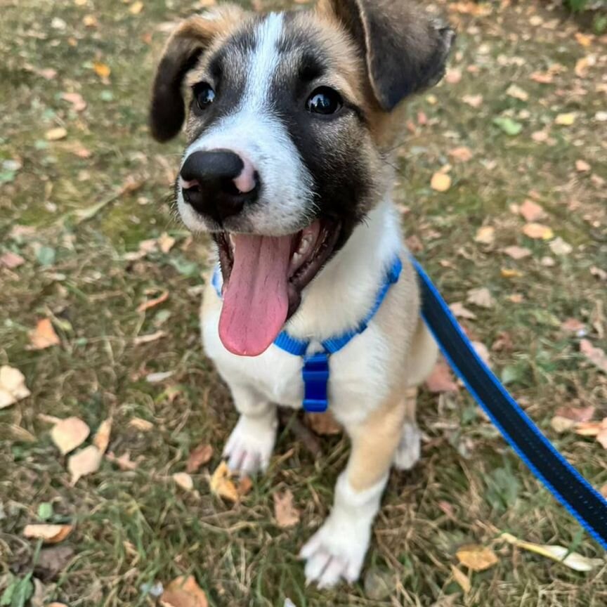 Щенок в добрые руки