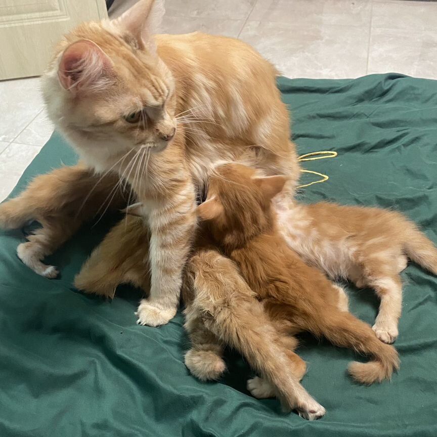 Мейн-кун котёнок