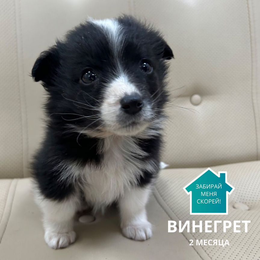 Винегрет - чудо чудное