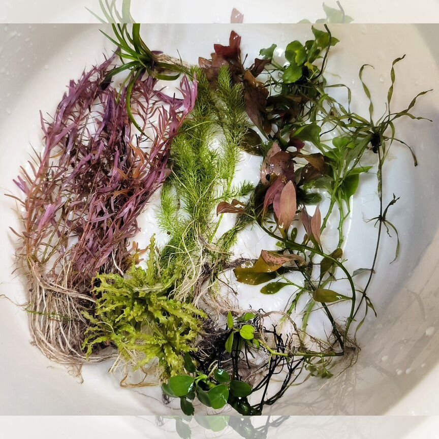 Прополка эриокаулон,анубиас,погостемон