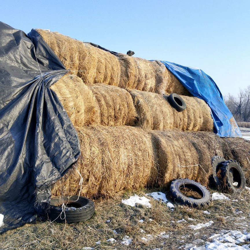 Сено продажа
