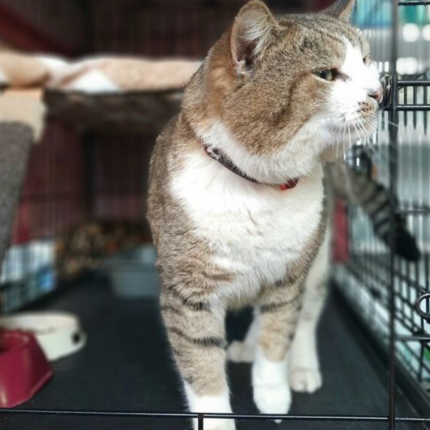 Взрослый кот в добрые руки