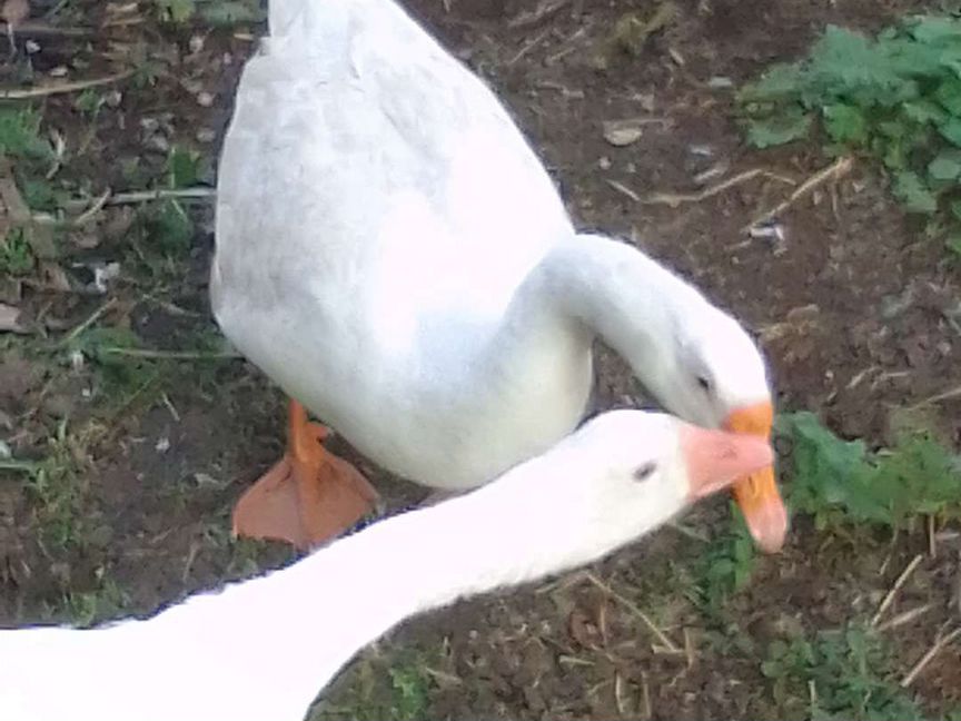 Гуси