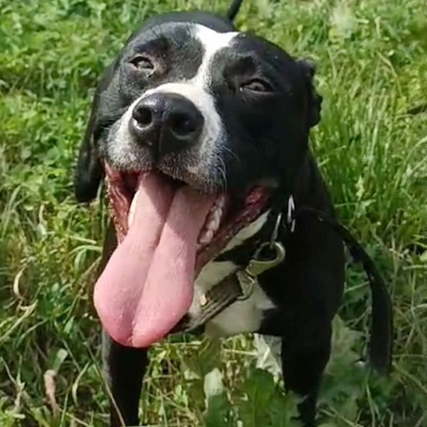 Стафф в добрые руки