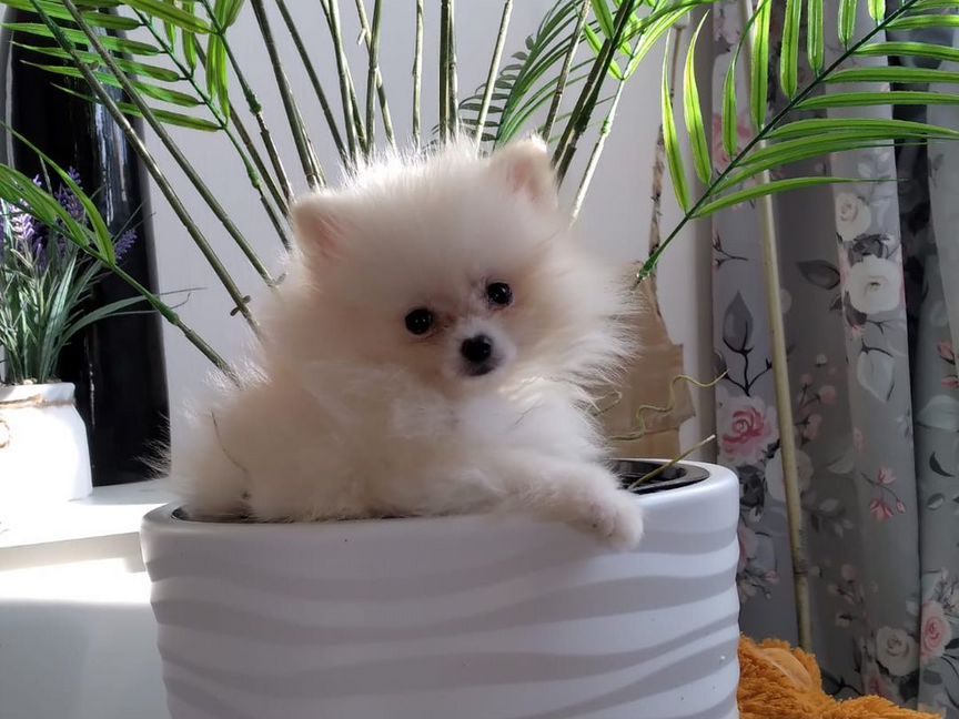 Померанский шпиц